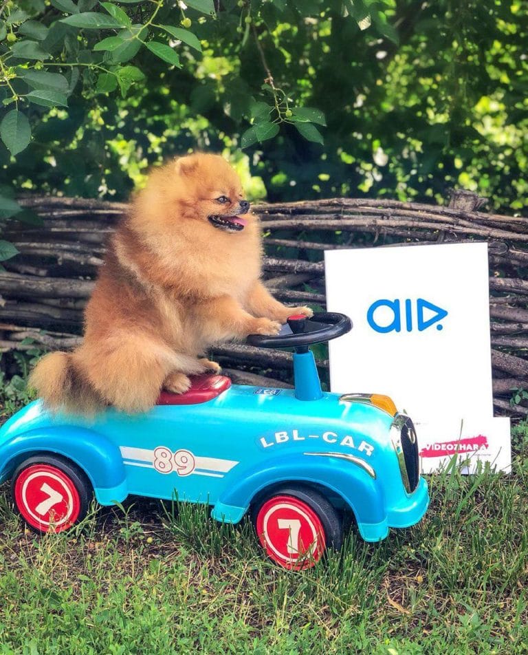 15 Funny Pomeranians Who Will Make You Smile! - PetPress