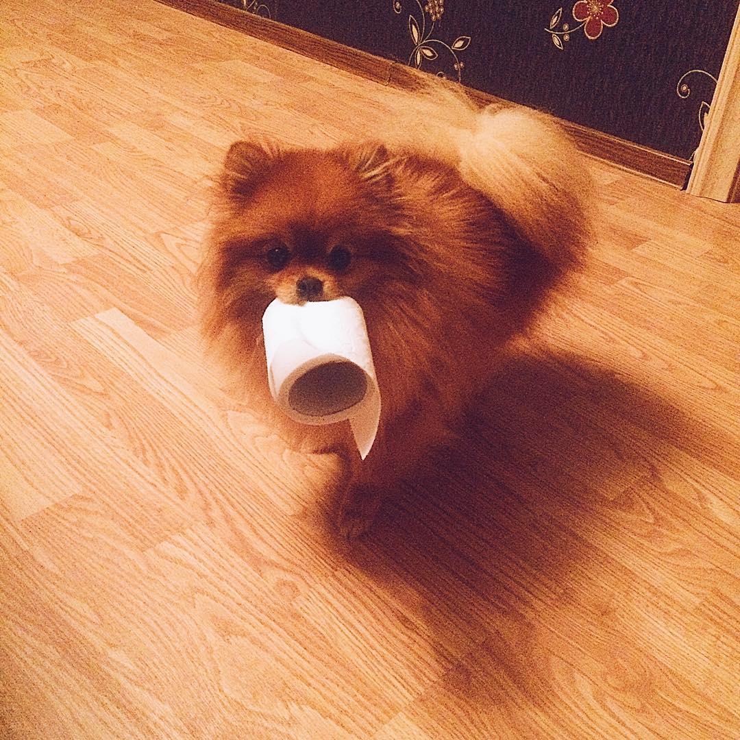 15 Funny Pomeranians Who Will Make You Smile! - PetPress