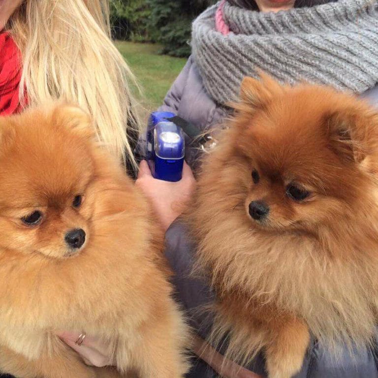 15 Funny Pomeranians Who Will Make You Smile! - PetPress
