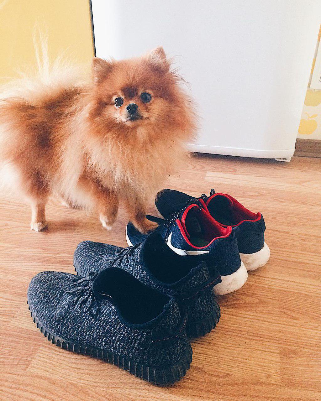 15 Funny Pomeranians Who Will Make You Smile! - PetPress