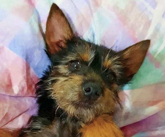 45 Chihuahua Mixes Too Adorable To Be Real - PetPress