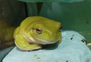 Frog Names - Over 500 Best Ideas For Naming Your Pet Frog
