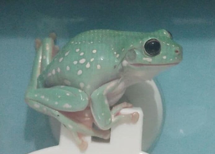 Frog Names - Over 500 Best Ideas For Naming Your Pet Frog