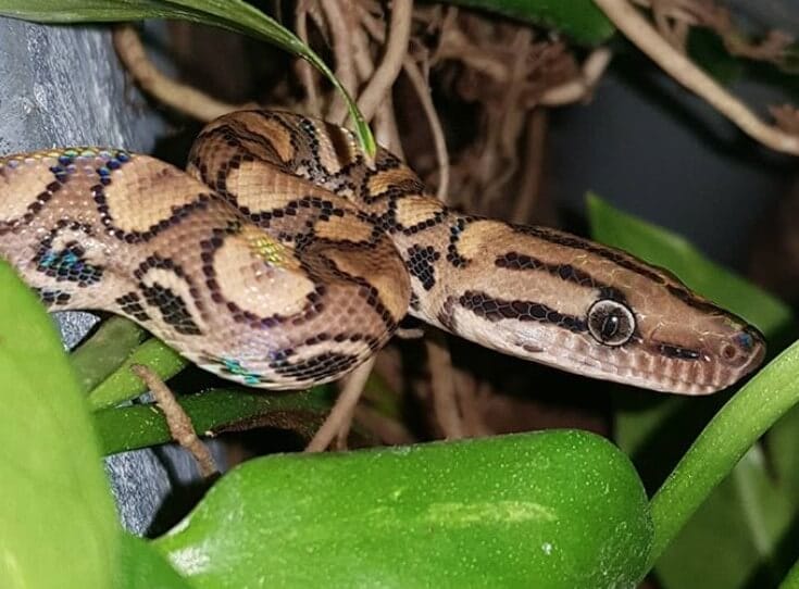 280 Funny Names for Your Pet Snake - PetPress