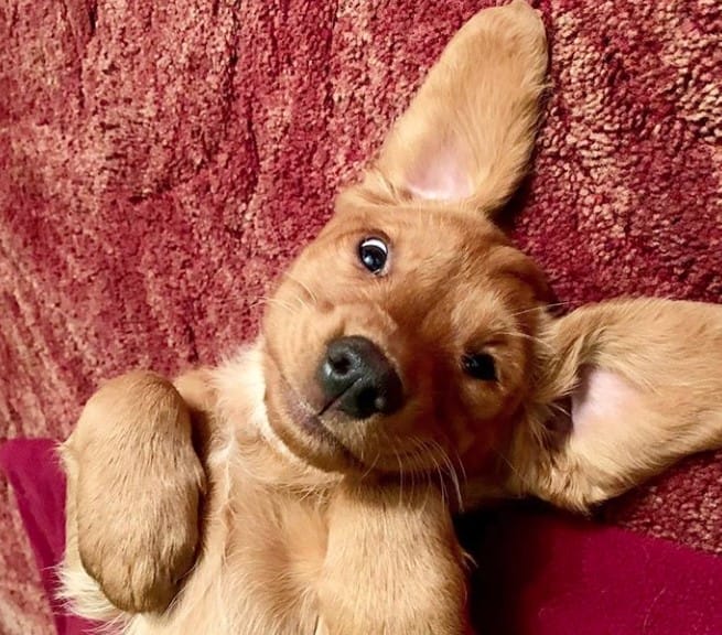 59 Labrador Retrievers Mixed With Other Breeds That Was Pawsome