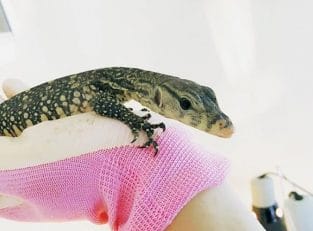 Lizard Names - Over 500 Inspiring Ideas For Naming Your Pet Lizard