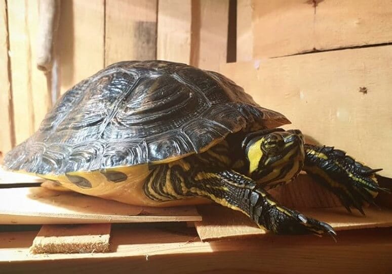 200+ Cute Names for Your Pet Turtle - PetPress