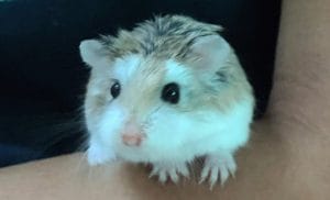 Dwarf Hamster Names - Over 250 Great Ideas For Naming Your Hamster