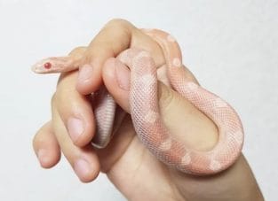 Best Male Snake Names - 140 Great Ideas For Naming Your Pet Snake ...