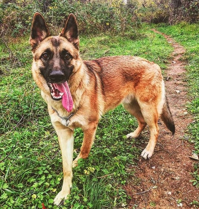 38 Awesome German Shepherd Mixes You Need To Feast Your Eyes On - PetPress