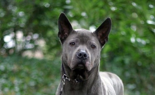 15 Interesting Facts About Thai Ridgebacks - PetPress