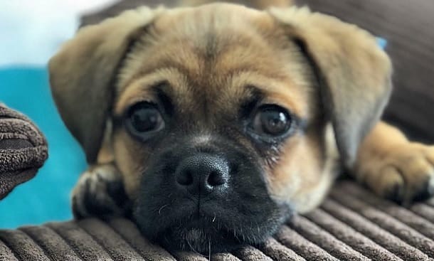 48 Ridiculously Cute Pug Mixes You Have To See To Believe - PetPress