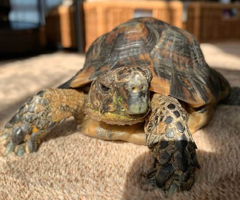 200+ Names for Pet Tortoises (Cool, Funny, & Famous Names) - PetPress