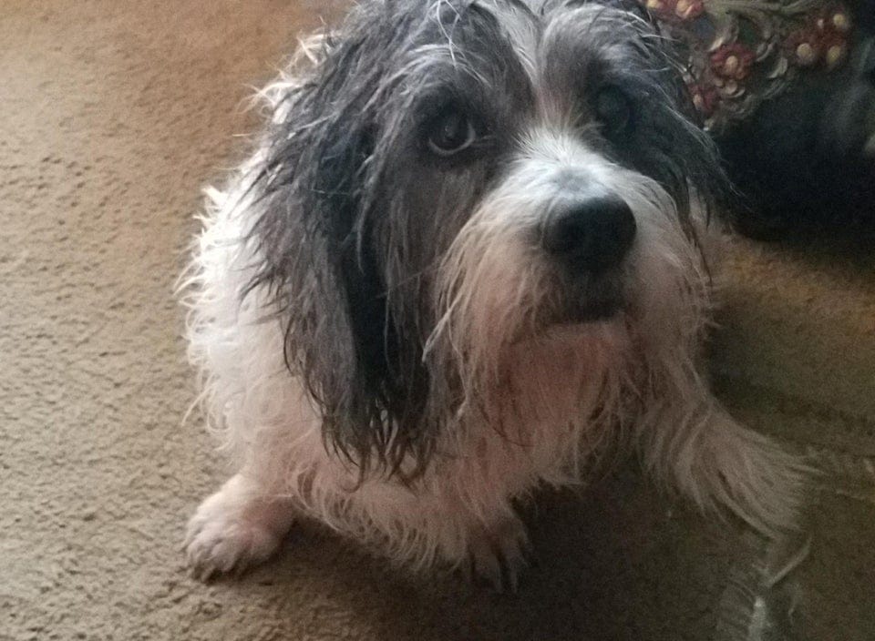 27 Basset Hound Mixes That Will Melt Your Unloving Heart - PetPress