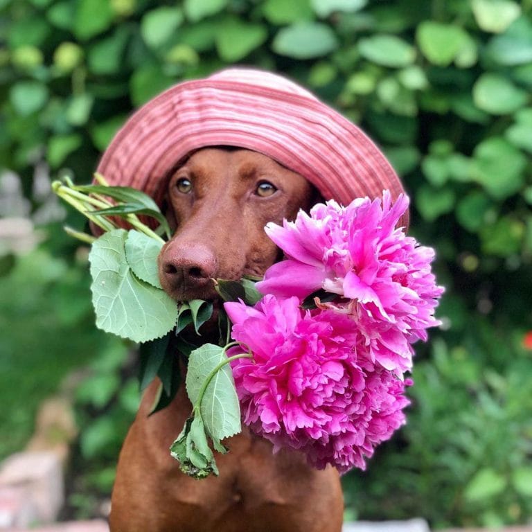 14 Terrifyingly Pawsome Costumes For Vizslas - Page 2 of 3 - PetPress