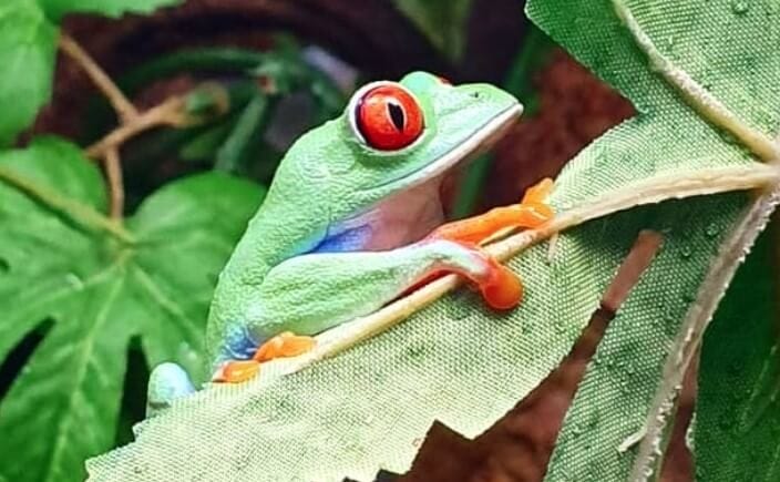 Frog Names - Over 500 Best Ideas For Naming Your Pet Frog