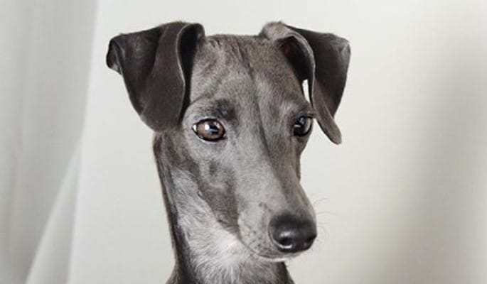 14 Elegant Facts About Whippets - PetPress