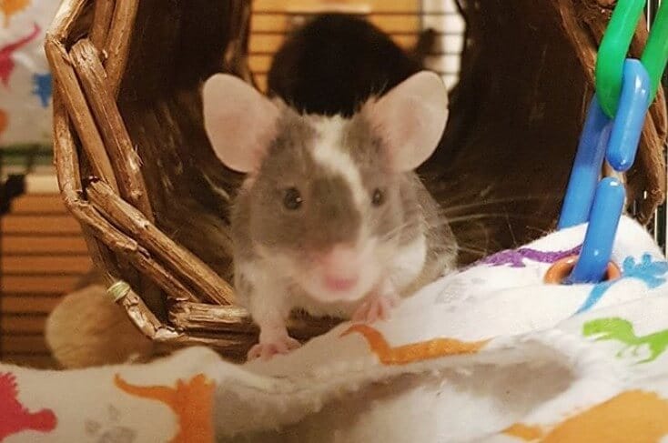 Mouse Names: Over 600 Cute And Funny Names For A Pet Mouse