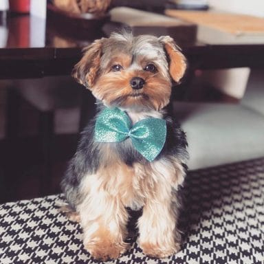 14 Fascinating Facts About Yorkies - PetPress