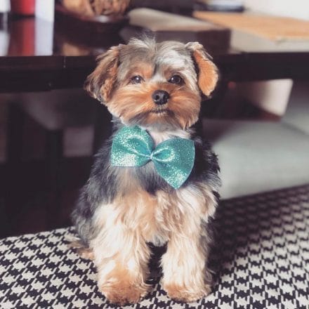 14 Fascinating Facts About Yorkies - PetPress