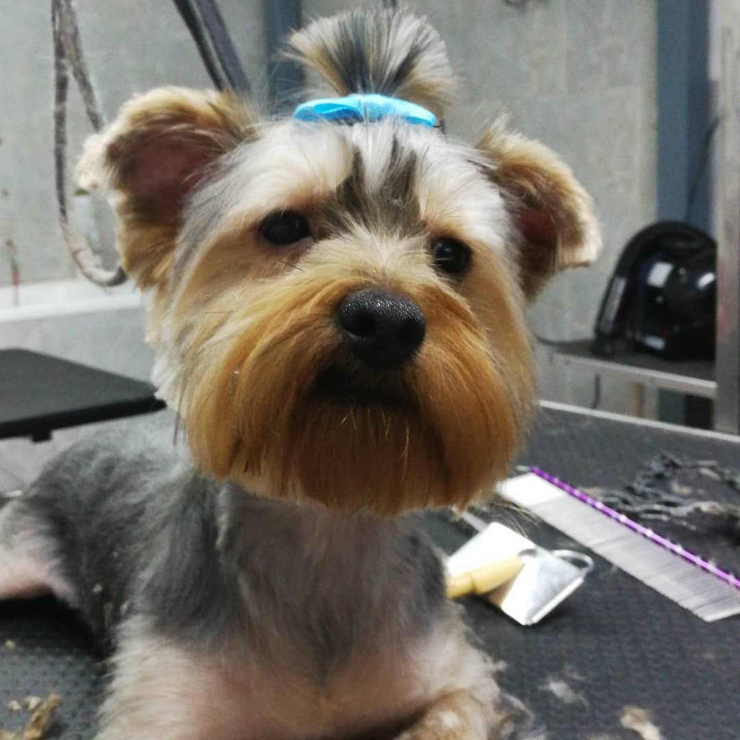 14 Fascinating Facts About the Yorkshire Terrier - PetPress