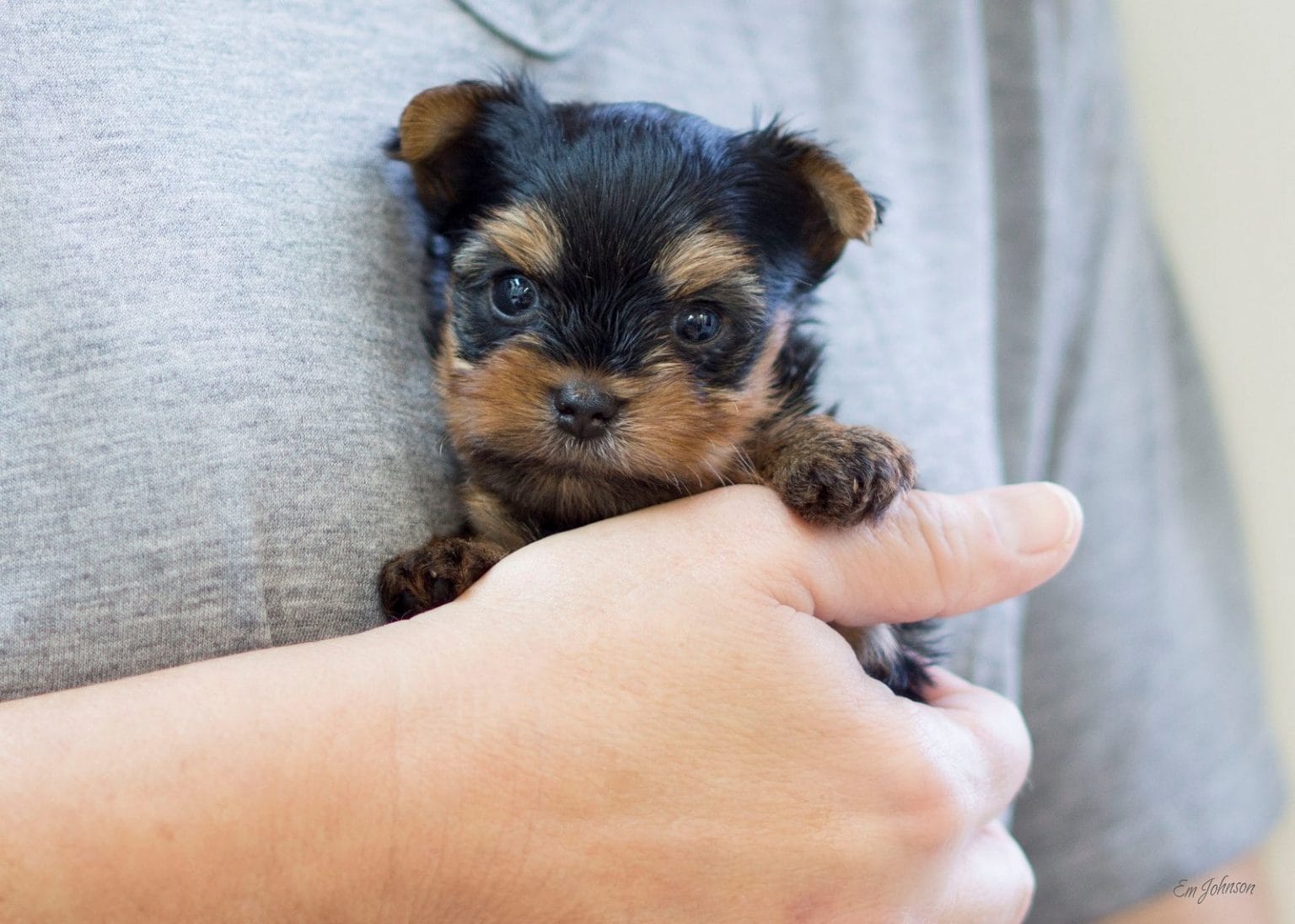 14 Fascinating Facts About the Yorkshire Terrier - PetPress