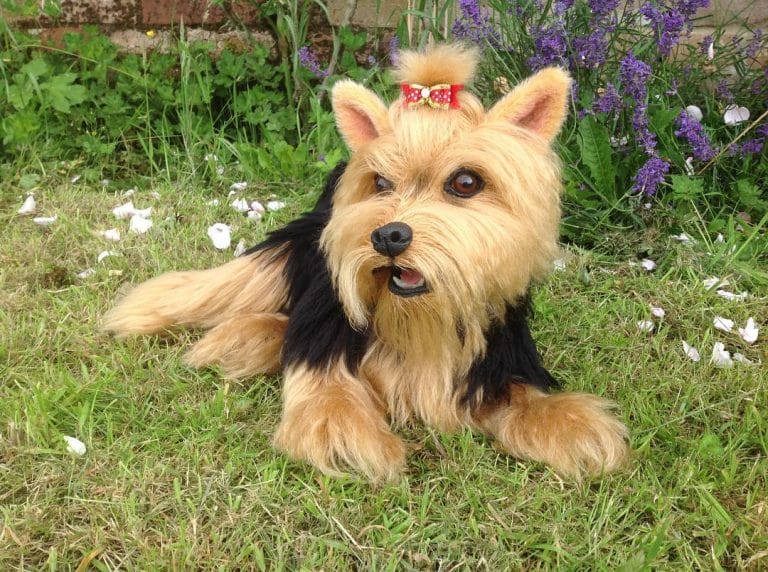 14 Fascinating Facts About Yorkies - PetPress