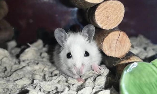 Mouse Names: Over 600 Cute And Funny Names For A Pet Mouse