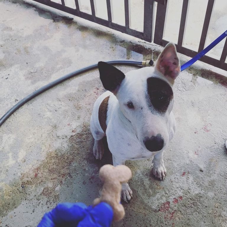 14 Wonderful Facts To Know About Bull Terriers - Page 3 of 4 - PetPress