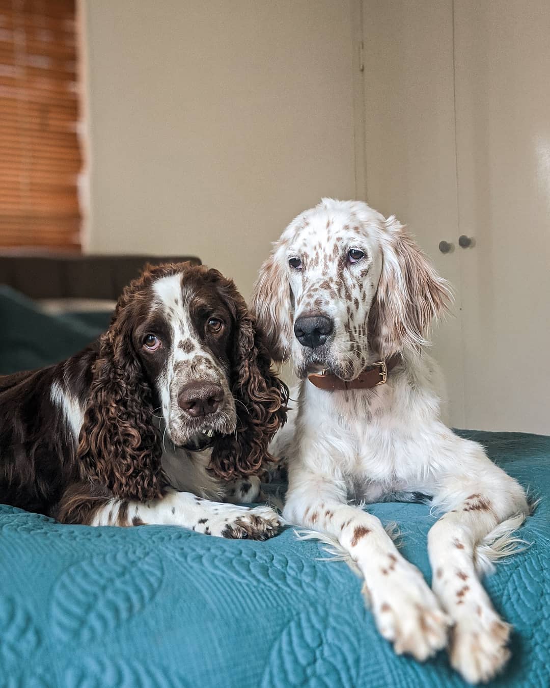 14 Magnificent Facts About English Springer Spaniels - PetPress