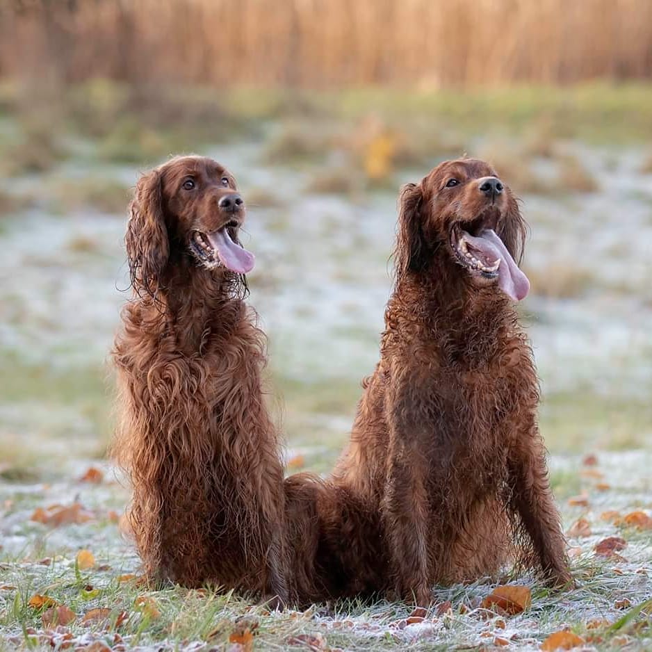 14 Gorgeous Facts About Irish Setters - PetPress