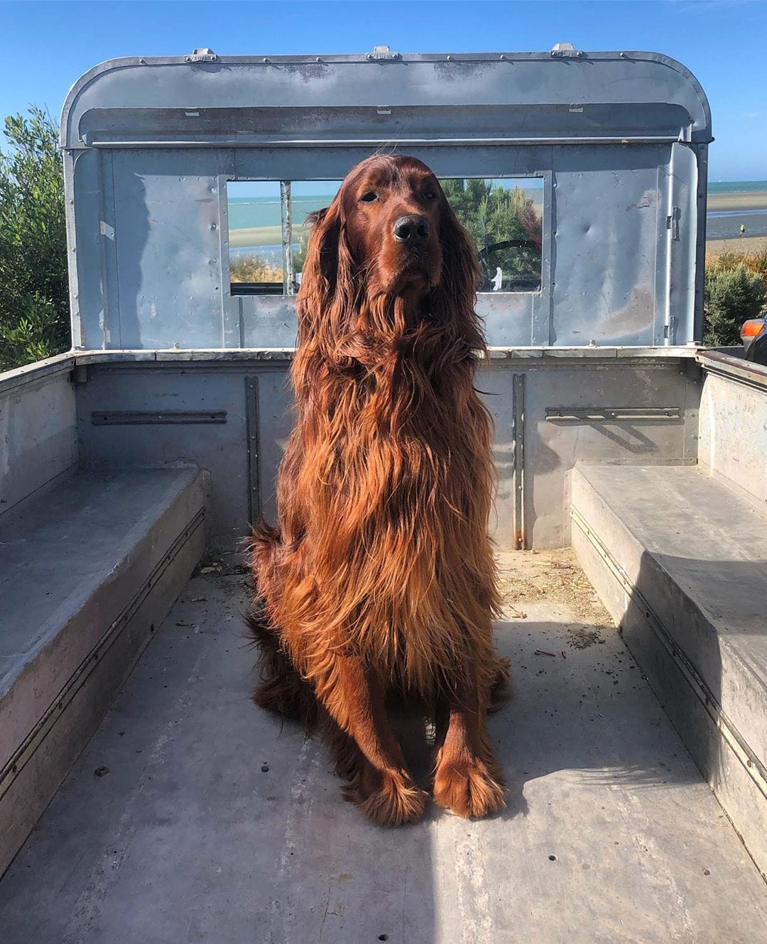 14 Gorgeous Facts About Irish Setters - PetPress