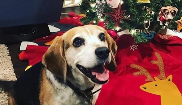 15 Cute Beagles Who are Waiting For Christmas - PetPress