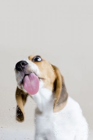 14 Funny Beagles To Make Your Day - PetPress