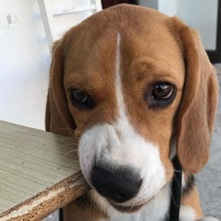 14 Funny Beagles To Make Your Day - Page 2 of 3 - PetPress