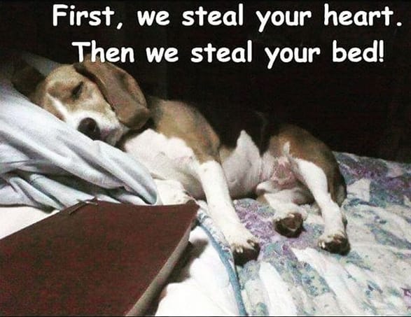 14 Funny Beagle Memes That Will Make You Smile! - Page 2 of 3 - PetPress