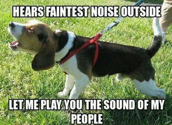 14 Funny Beagle Memes That Will Make You Smile! - Page 2 of 3 - PetPress