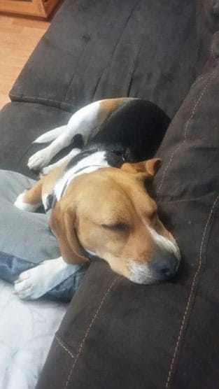 14 Funny Beagles To Make Your Day - Page 3 of 3 - PetPress