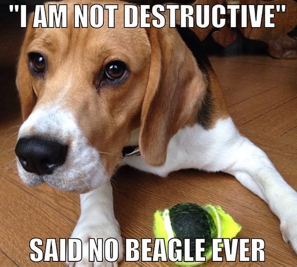 14 Funny Beagle Memes That Will Make You Smile! - Page 3 of 3 - PetPress