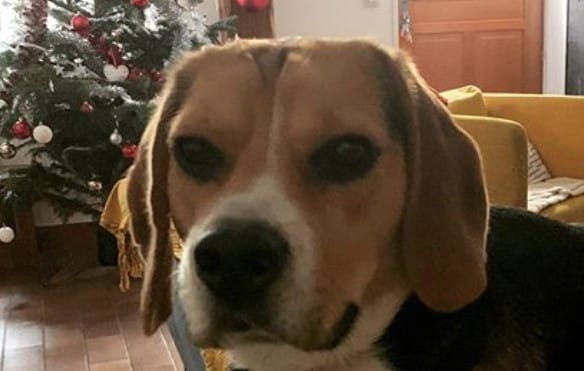 14 Beagle Fun Facts You Should Not Miss - PetPress