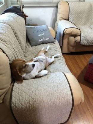 14 Funny Beagles To Make Your Day - PetPress