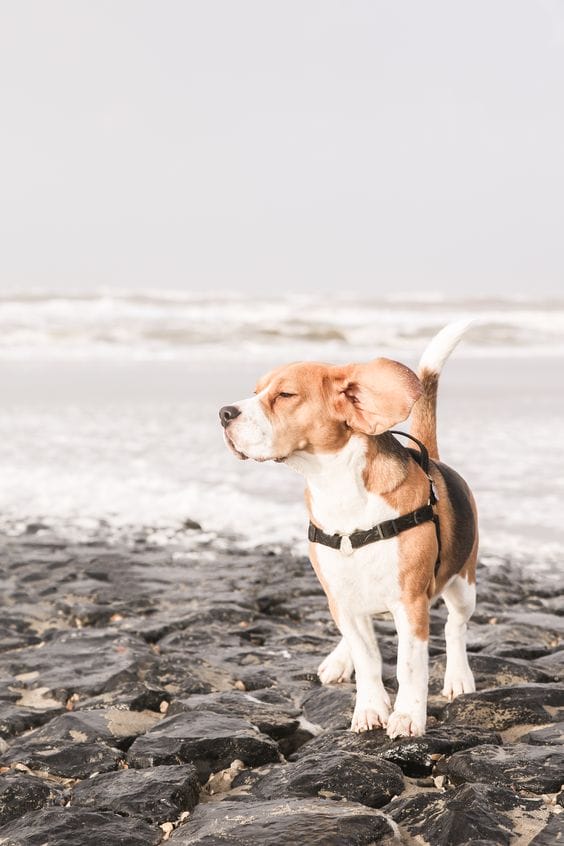 14 Beagles Having the Best Day at the Beach Ever - PetPress