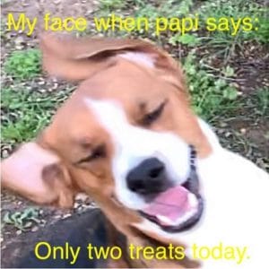 14 Funny Beagle Memes That Will Make You Smile! - PetPress