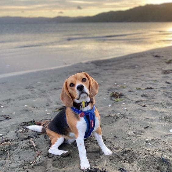 14 Beagles Having the Best Day at the Beach Ever - PetPress