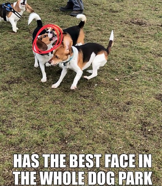 14 Funny Beagle Memes That Will Make You Smile! - PetPress