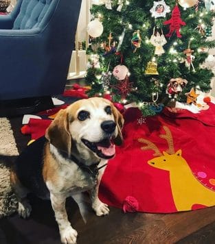 15 Cute Beagles Who are Waiting For Christmas - PetPress