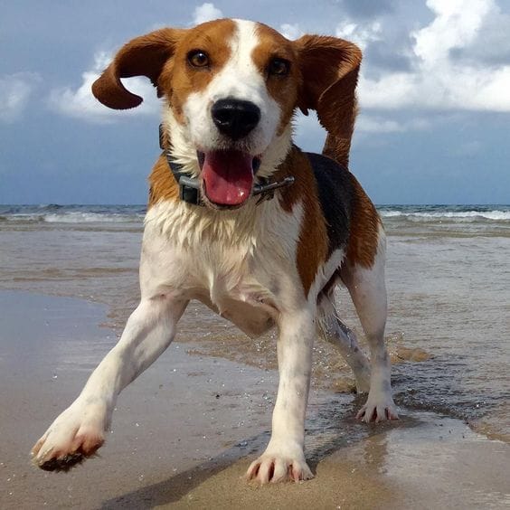 14 Beagles Having the Best Day at the Beach Ever - PetPress