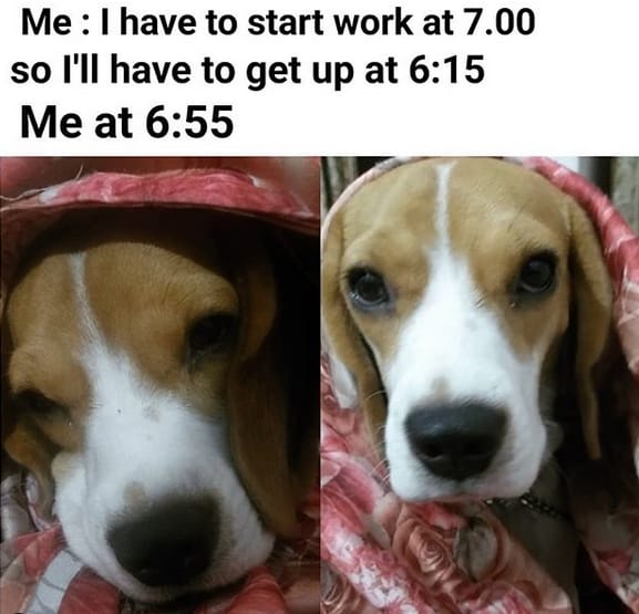 14 Funny Beagle Memes That Will Make Your Day! - PetPress