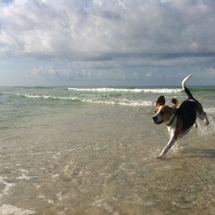 14 Beagles Having the Best Day at the Beach Ever - PetPress
