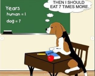 14 Funny Beagle Memes That Will Make You Smile! - PetPress
